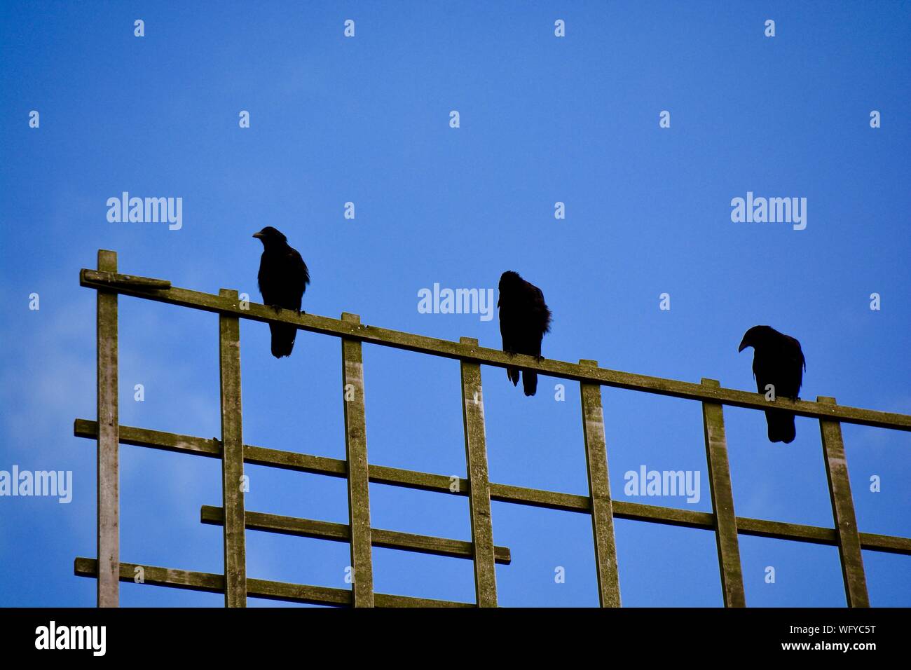 Three crows hi-res stock photography and images - Alamy