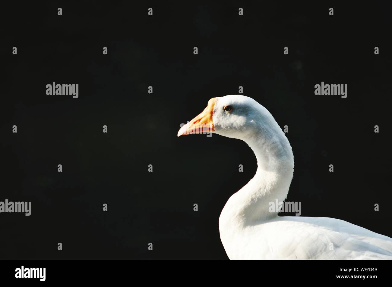 White bird profile hi-res stock photography and images - Alamy