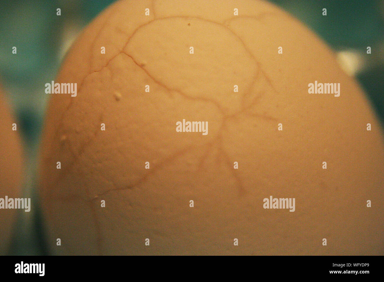 Cracked Egg High Resolution Stock Photography and Images - Alamy