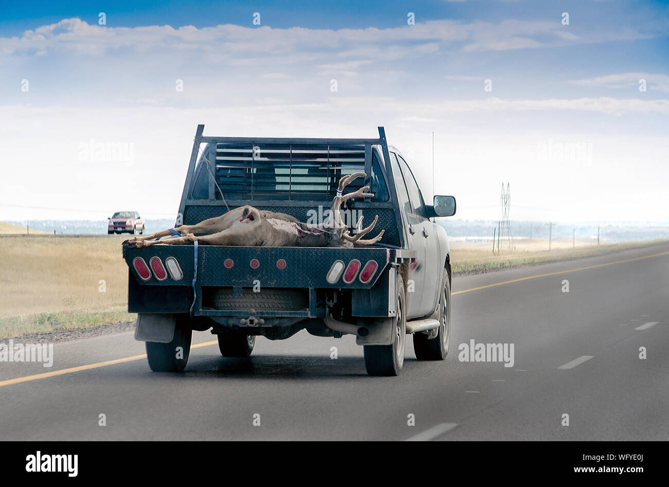 Dead deer truck hi-res stock photography and images - Alamy