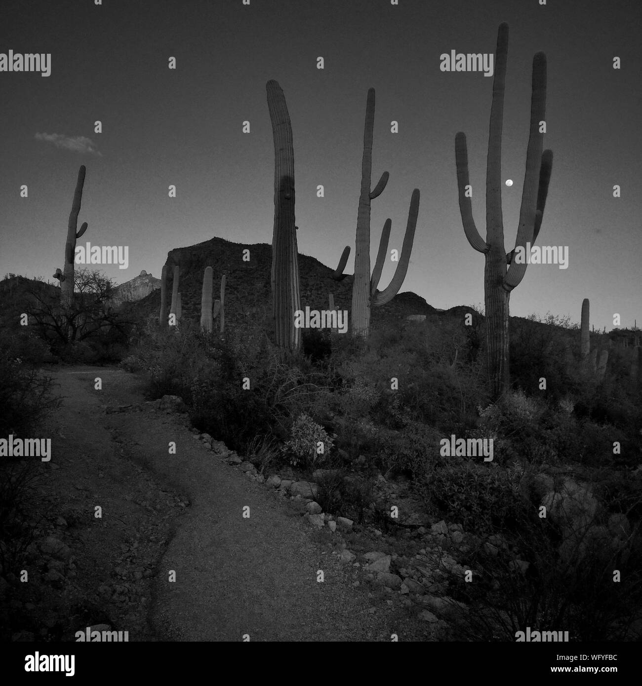 Cacti bush Black and White Stock Photos & Images - Alamy