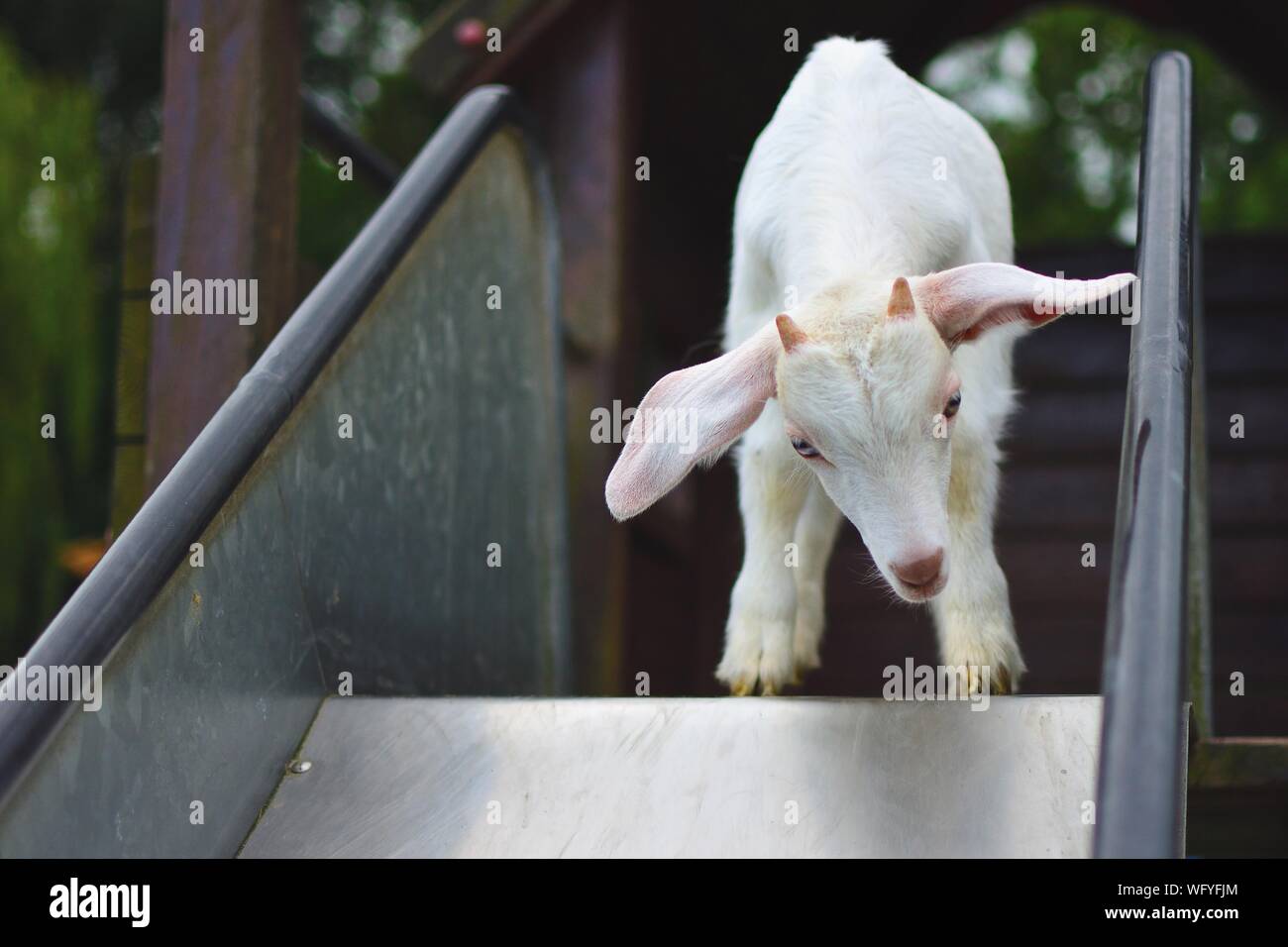 Goat on slide hi-res stock photography and images - Alamy