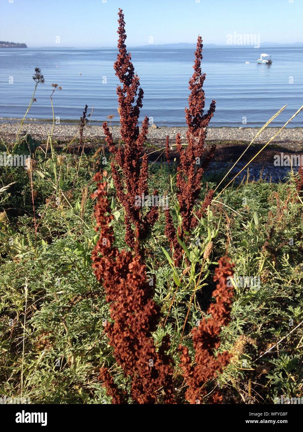 Plants Growing In Sea Stock Photo - Alamy