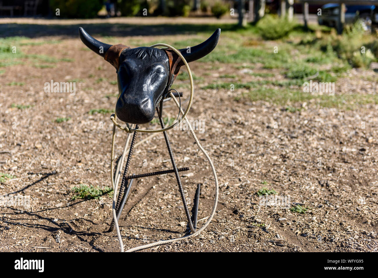 Steer head form on a stand for practicing lassoing Stock Photo - Alamy