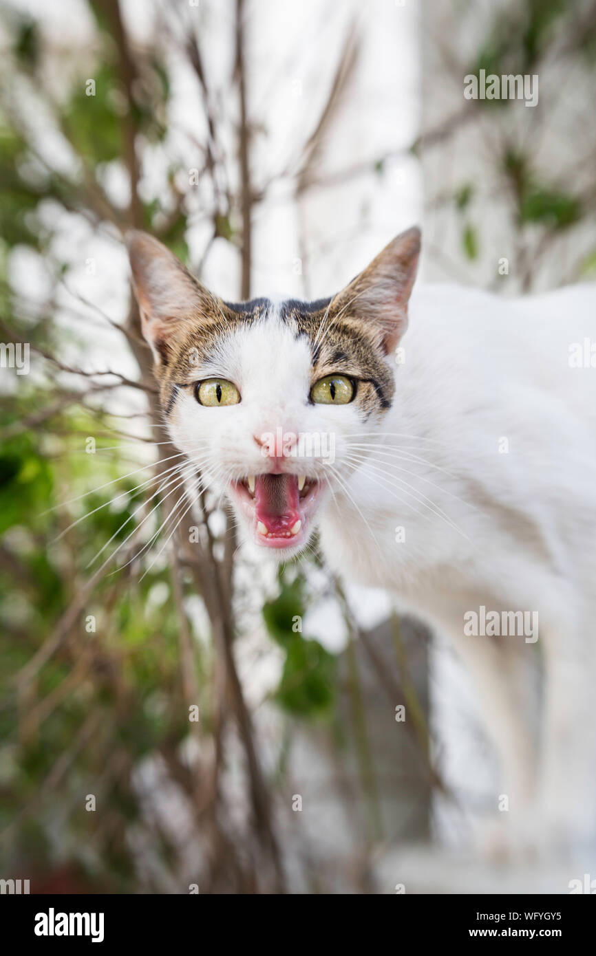 Angry mouth close up hi-res stock photography and images - Alamy
