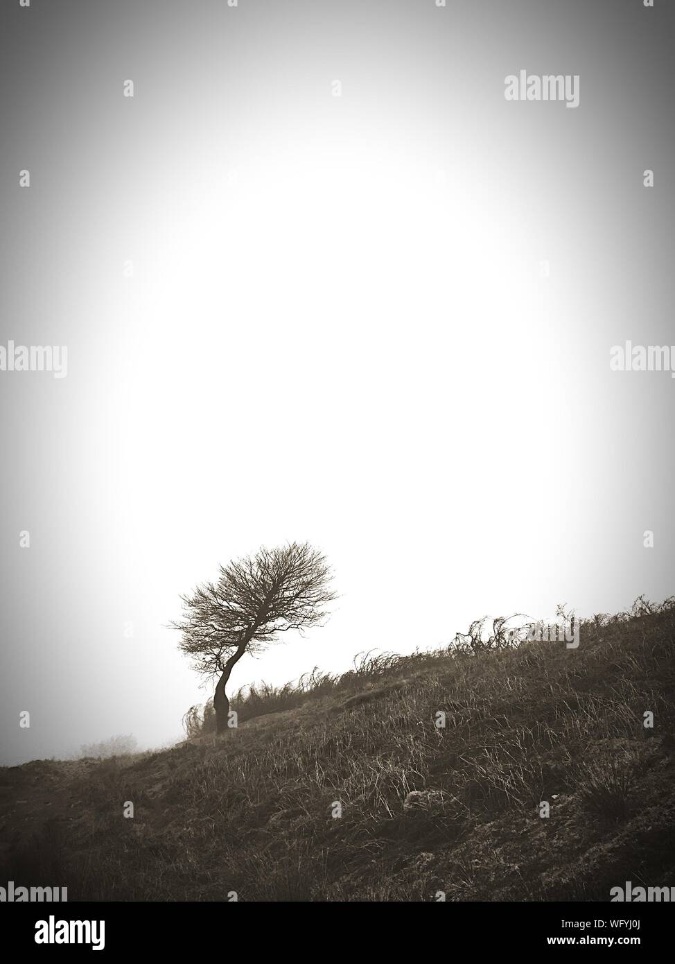Single tree on hill hi-res stock photography and images - Alamy