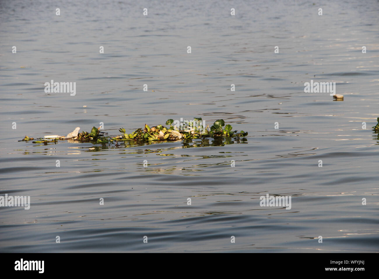Plants Floating On Ganges River Stock Photo - Alamy