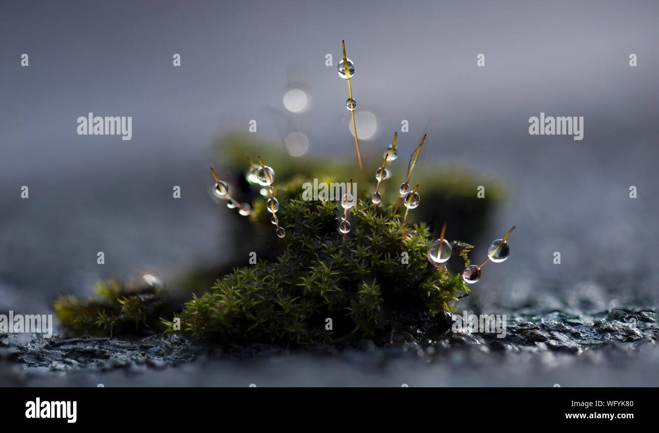 Wet moss hi-res stock photography and images - Alamy