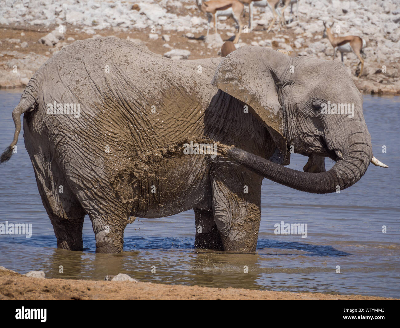 African elephant spraying water hi-res stock photography and images - Alamy