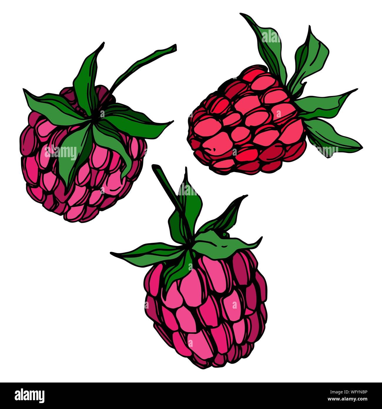 Vector Raspberry healthy food fresh berry isolated element. Black and ...