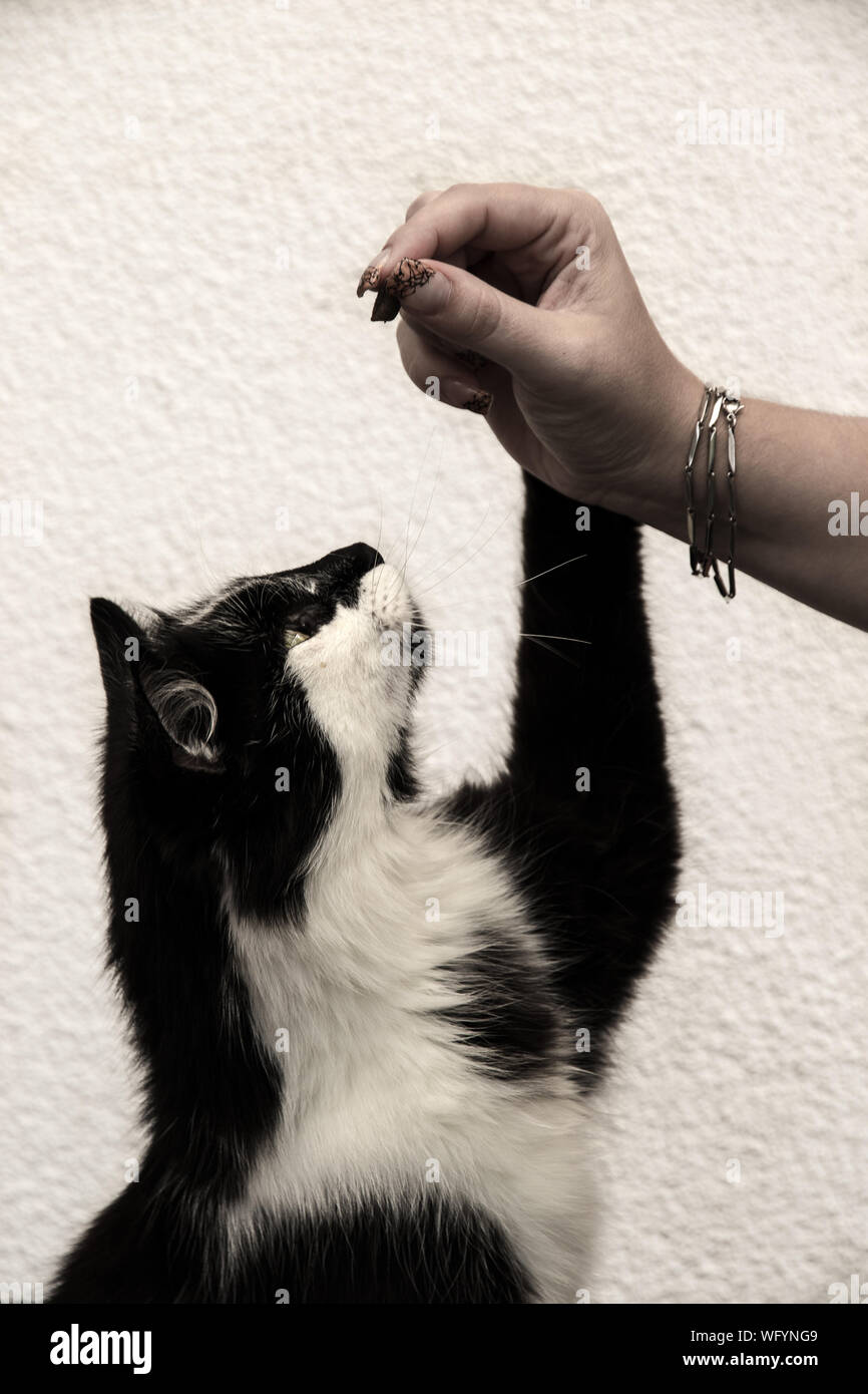 Person Feeding Cat High Resolution Stock Photography and Images - Alamy