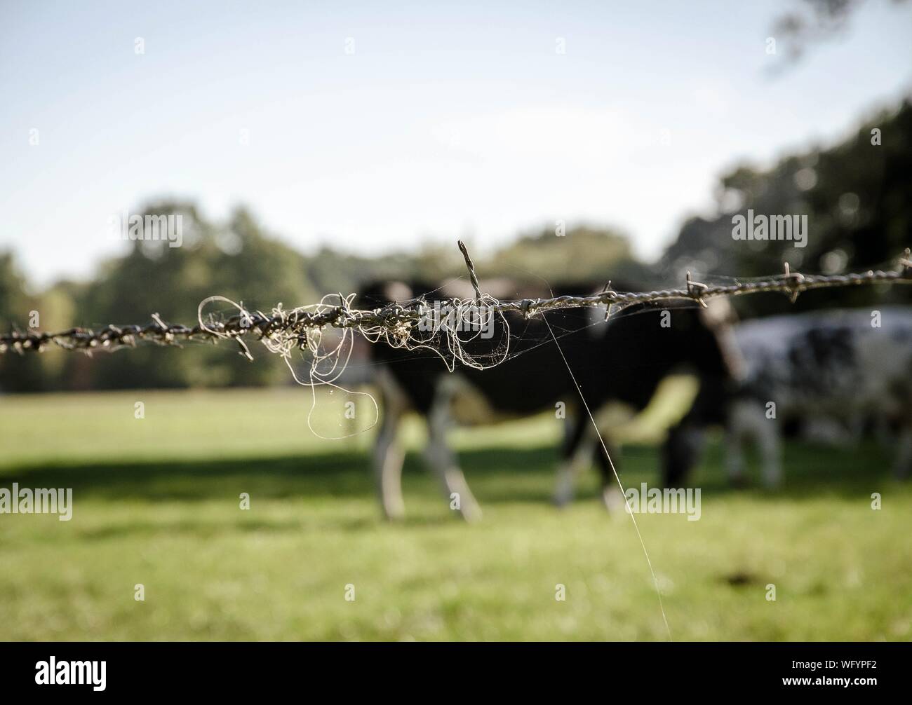 Spider on farm hi-res stock photography and images - Alamy
