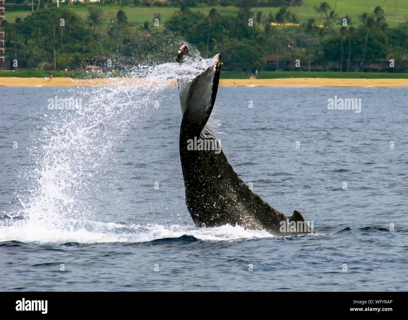 Humpback whale tail splashing hi-res stock photography and images - Alamy