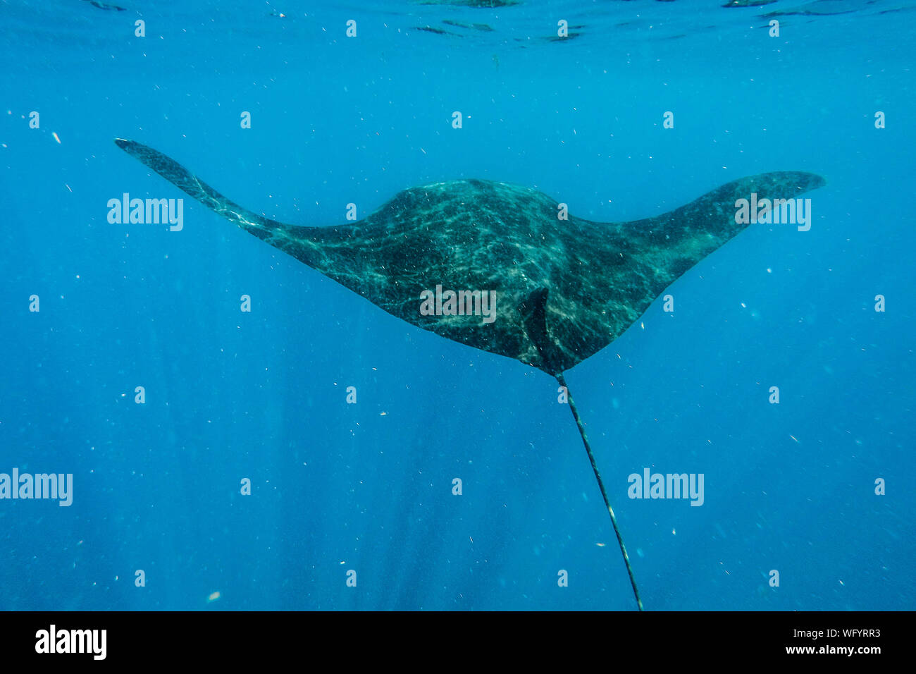 Sting ray swimming hi-res stock photography and images - Alamy
