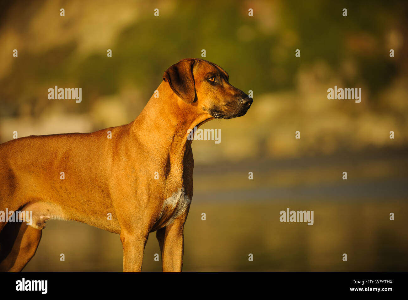 Rhodesian ridgeback africa hi-res stock photography and images - Alamy