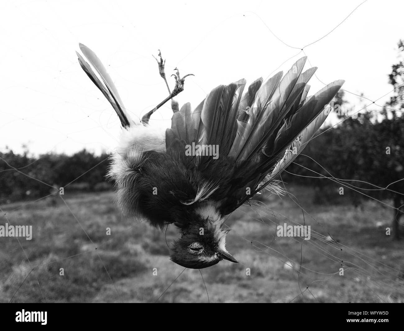 Dead Wildlife Black and White Stock Photos & Images - Alamy