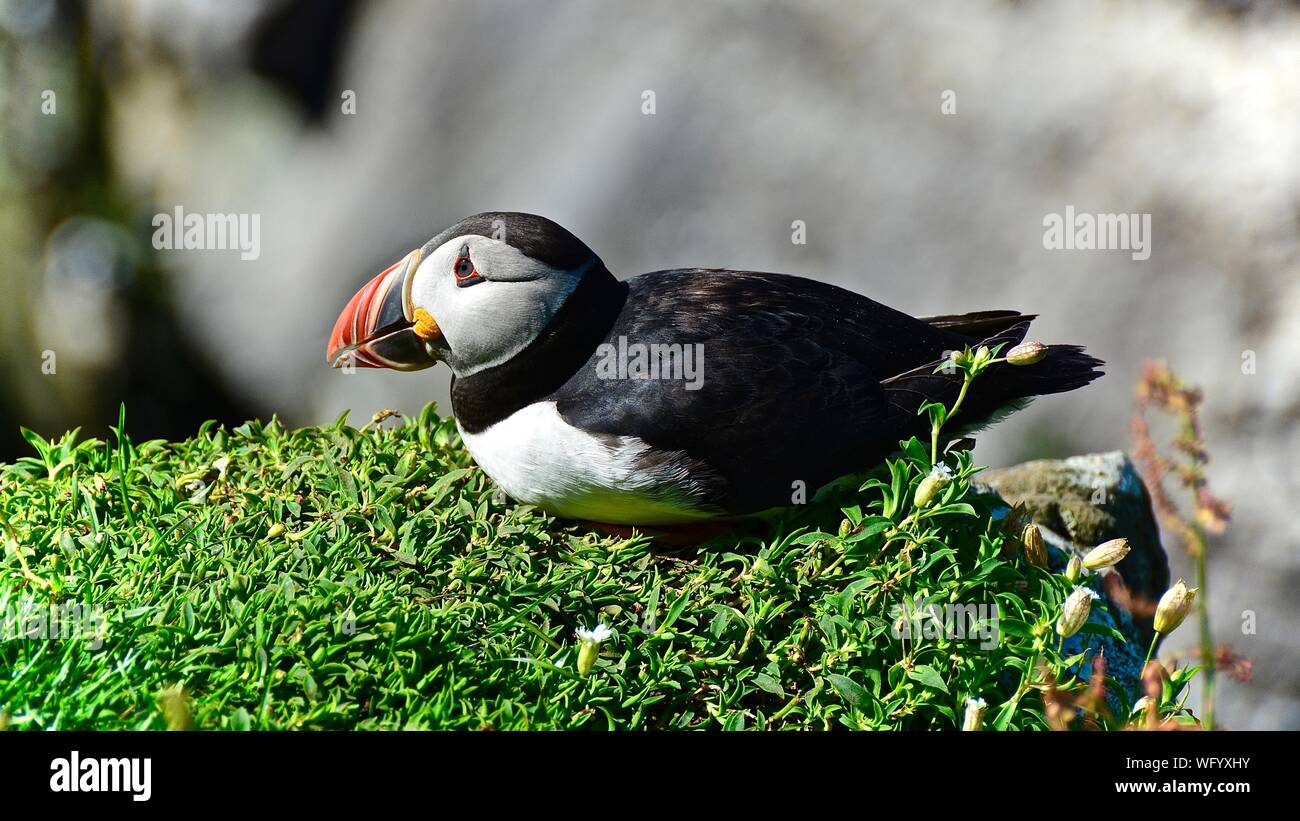 Puffin on rock sea in hi-res stock photography and images - Alamy
