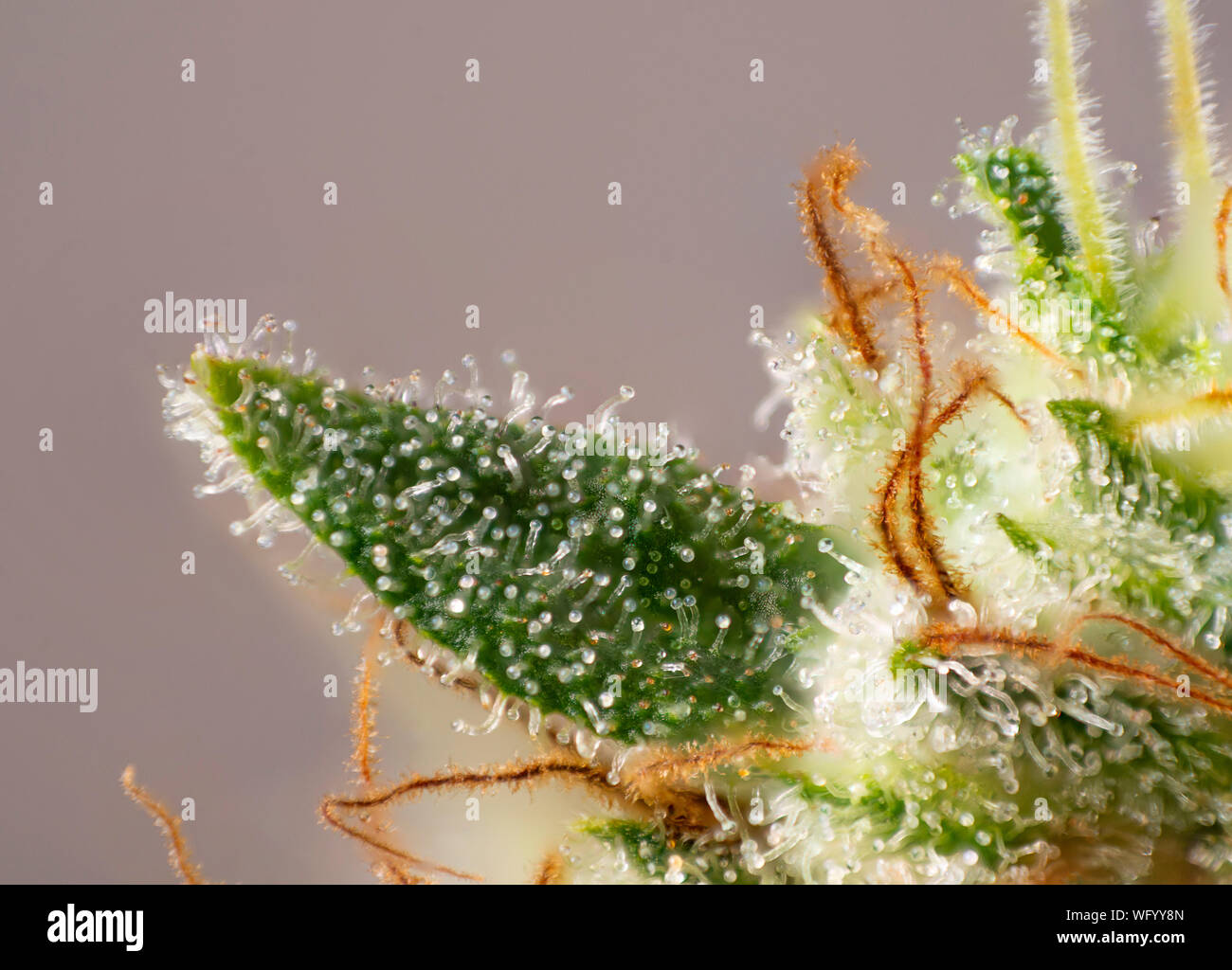 Macro detail of Cannabis flower (white critical strain) with visible ...
