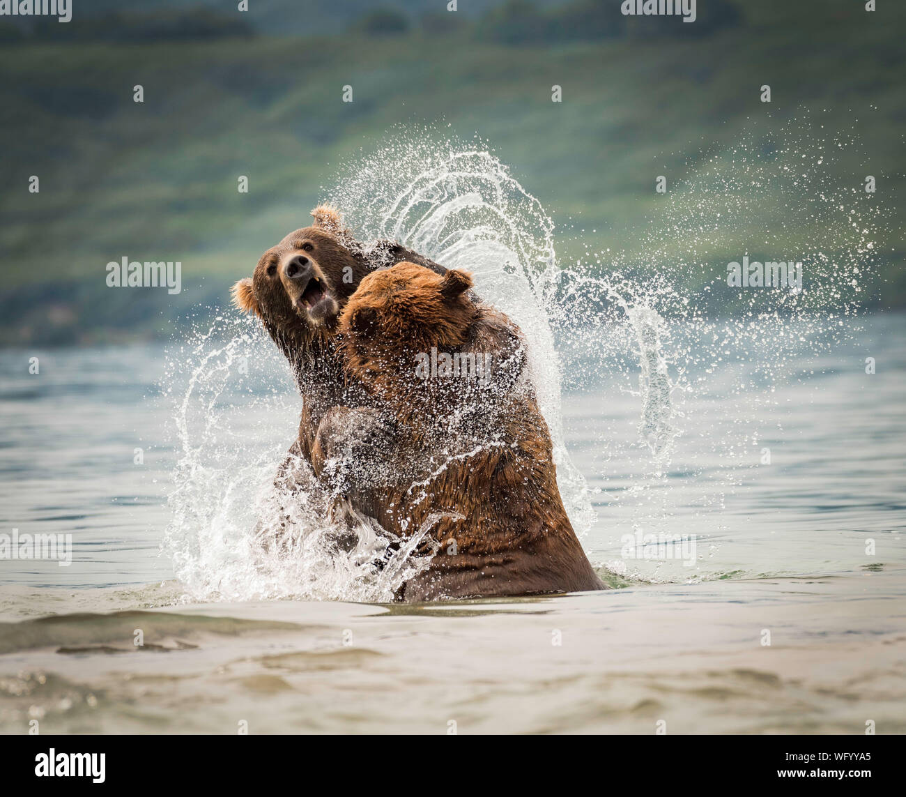 Water bears hi-res stock photography and images - Alamy