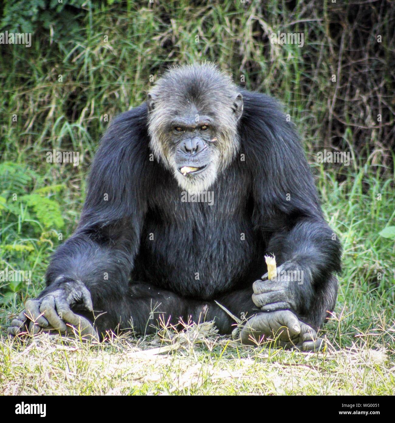 Gorilla holding food hi-res stock photography and images - Alamy