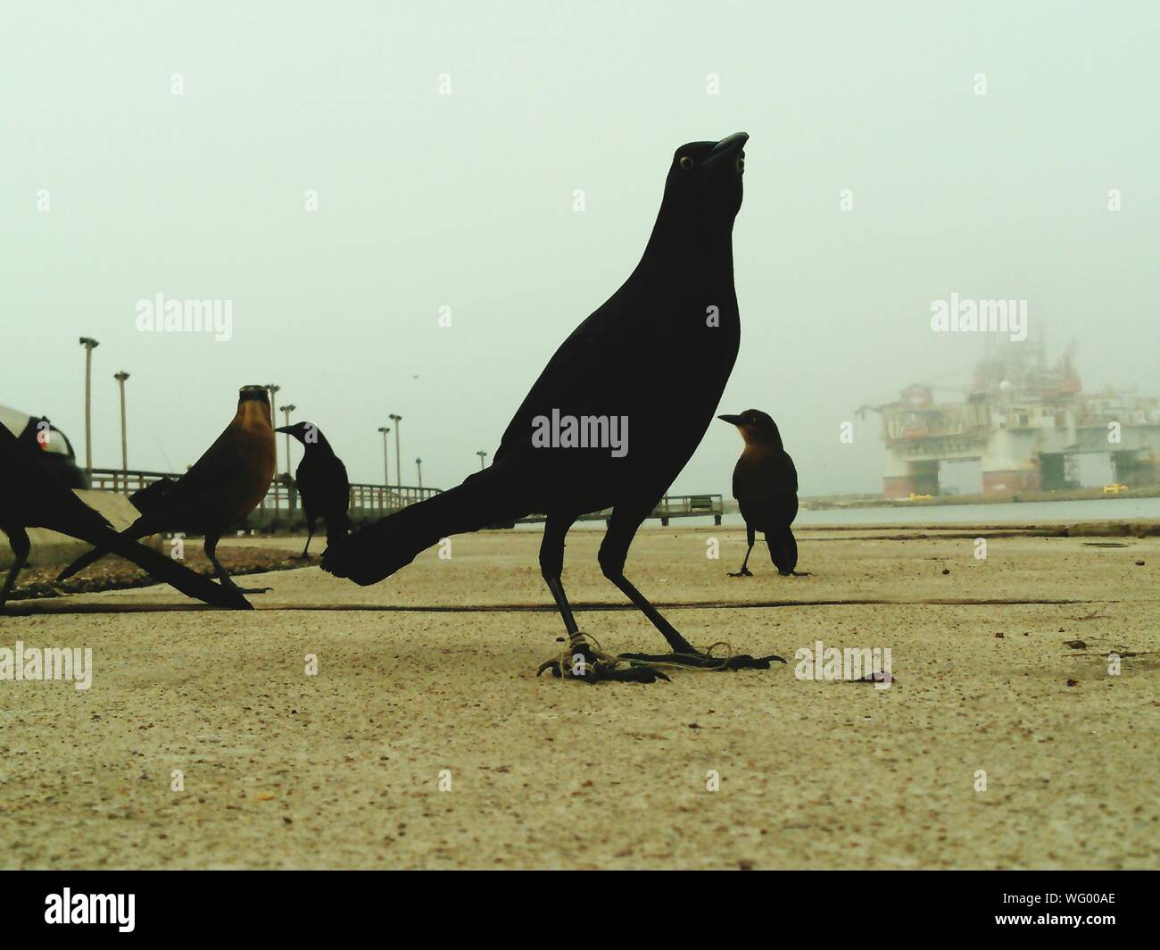 Grackles hi-res stock photography and images - Alamy