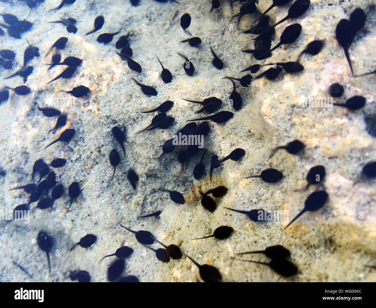 Tadpoles underwater hi-res stock photography and images - Alamy