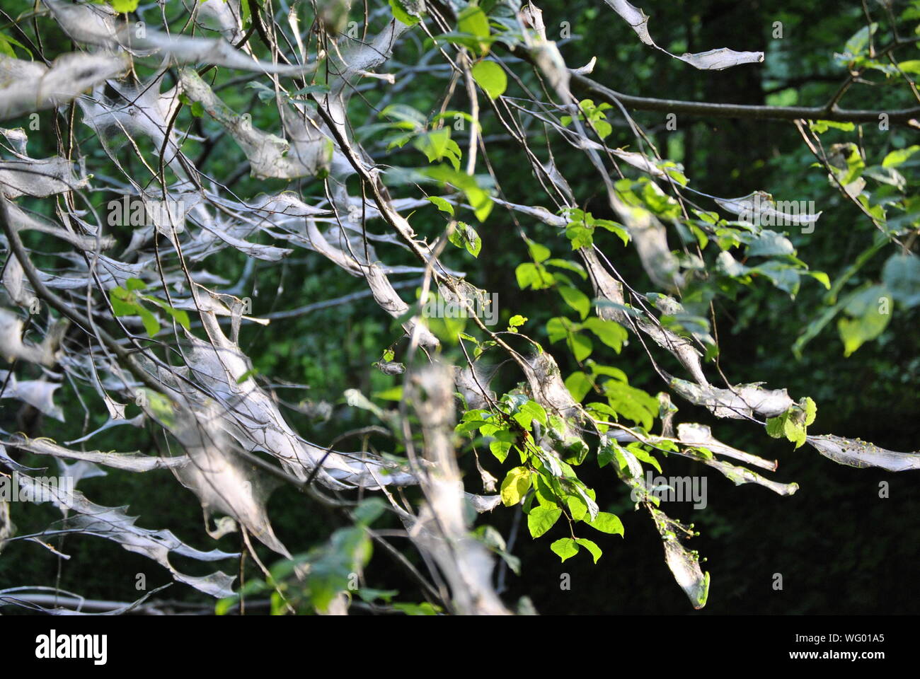 Spider webs in nature hi-res stock photography and images - Alamy