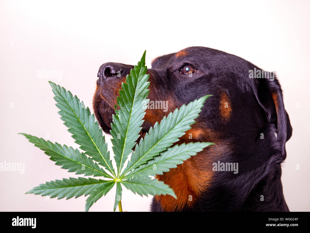 Marijuana dog hi-res stock photography and images - Alamy