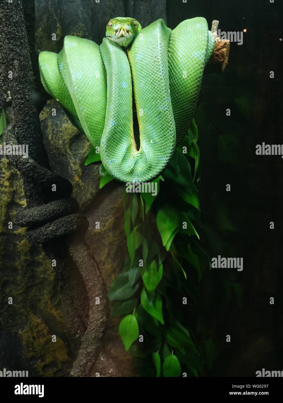 Green tree python coiled hi-res stock photography and images - Alamy