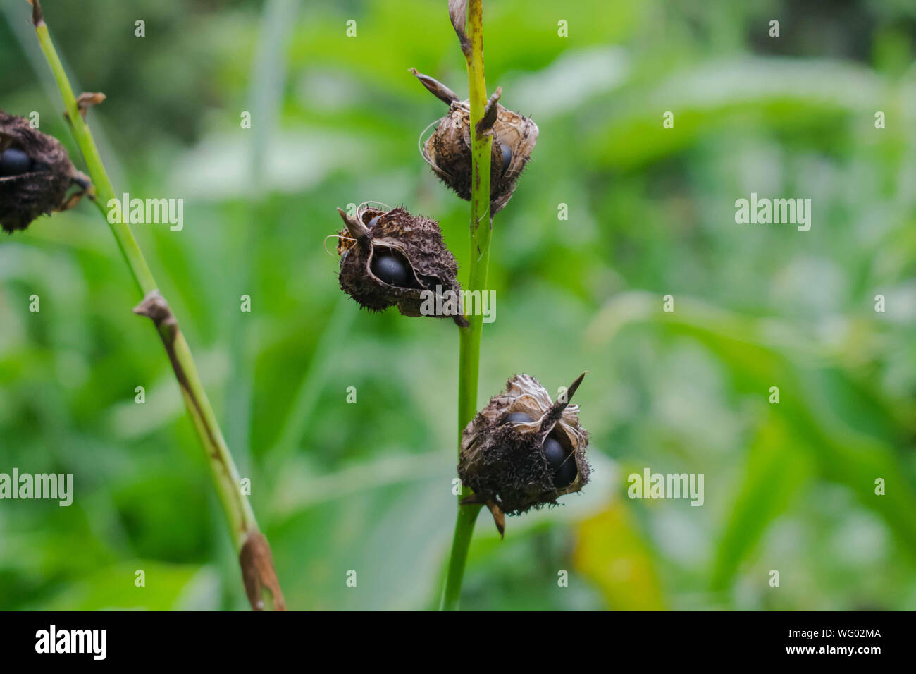 Open dry seeds flower. Close view of an open wildflower with black ...