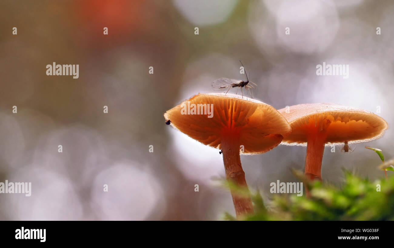 Insect mushroom hi-res stock photography and images - Alamy