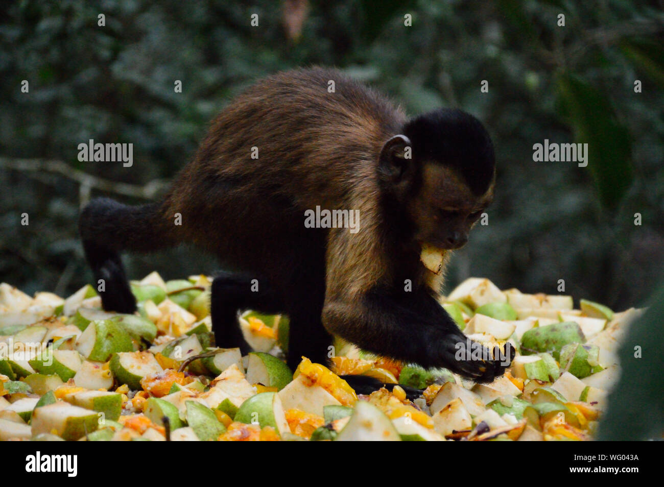 Capuchin fruit hi-res stock photography and images - Alamy