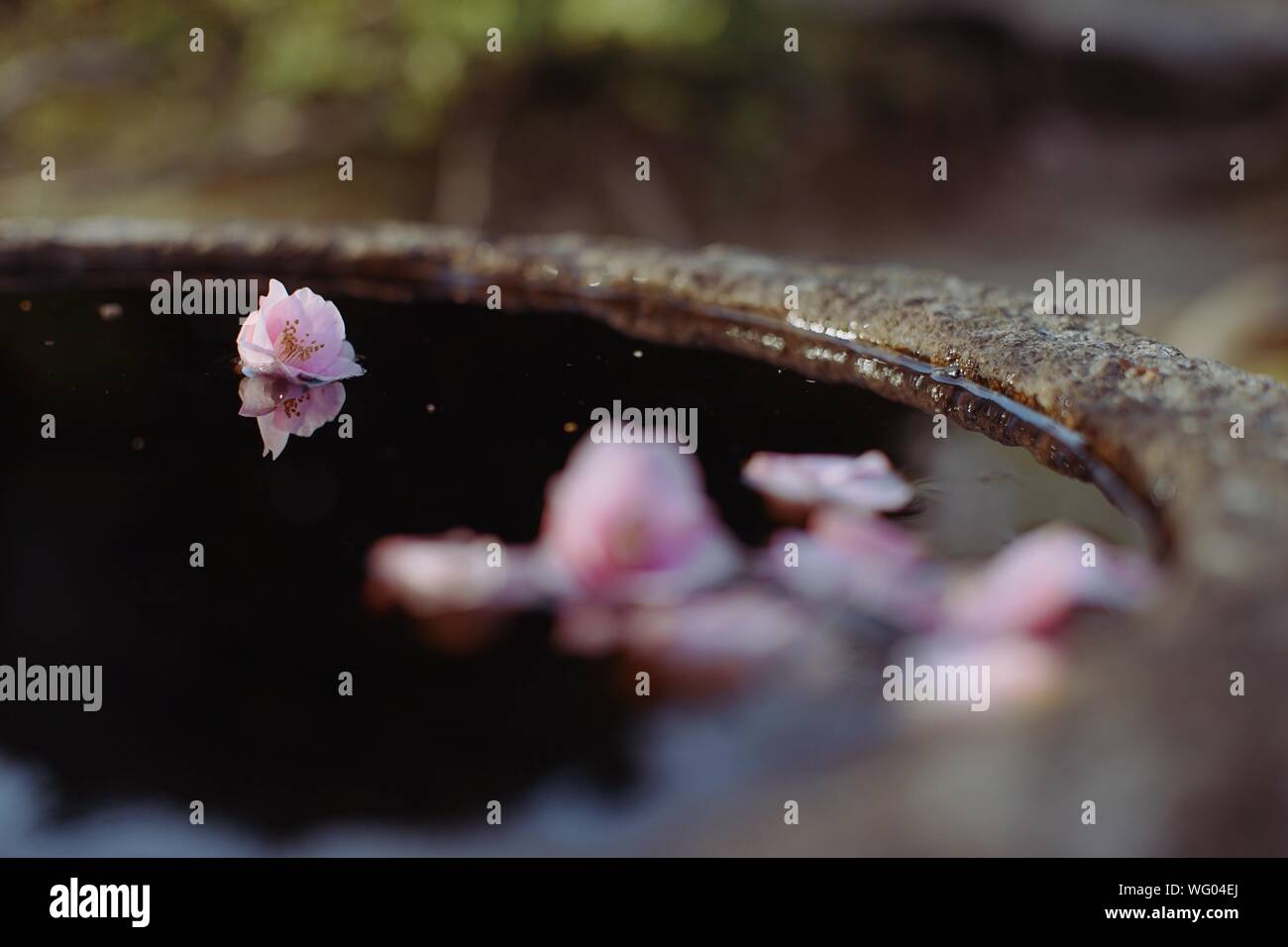 Cherry blossoms floating on water hi-res stock photography and images ...