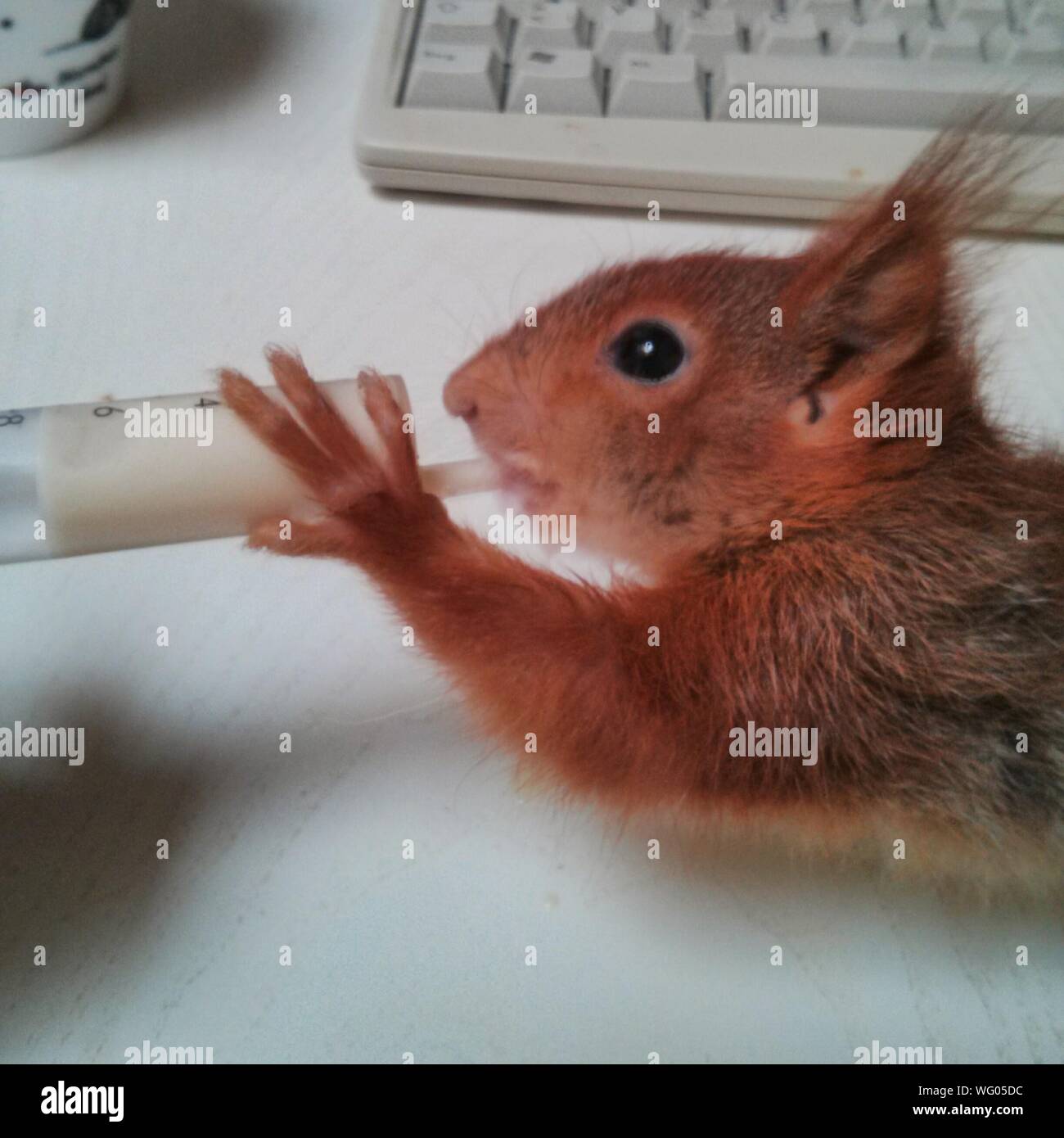 Rat drinking hi-res stock photography and images - Alamy