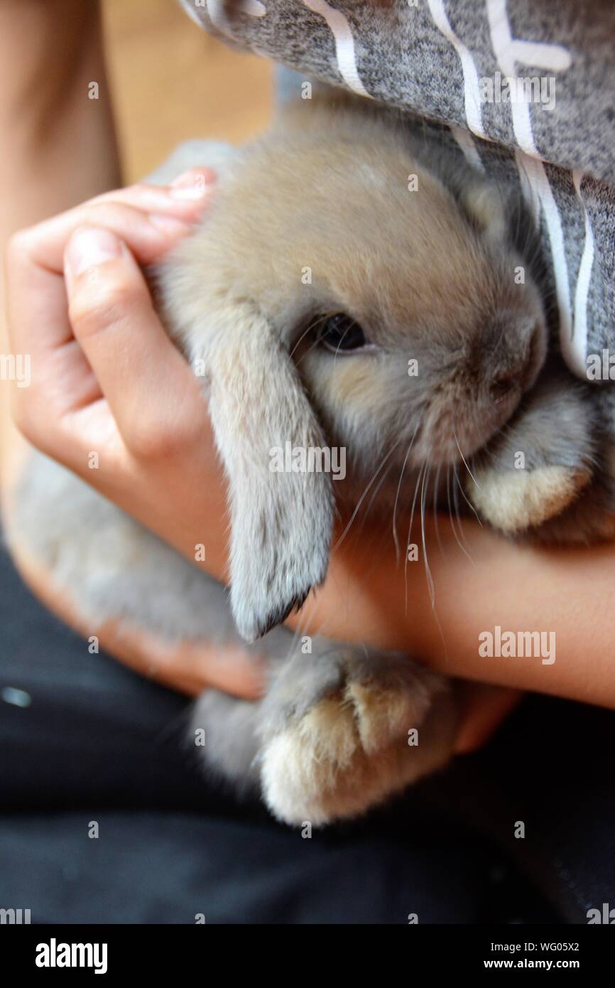 Rabbit holding hand hi-res stock photography and images - Alamy