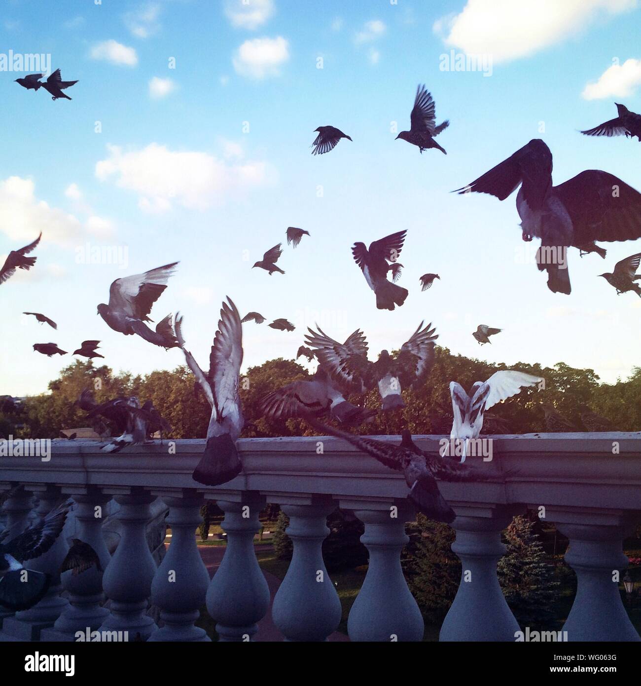 Fence birds hi-res stock photography and images - Alamy