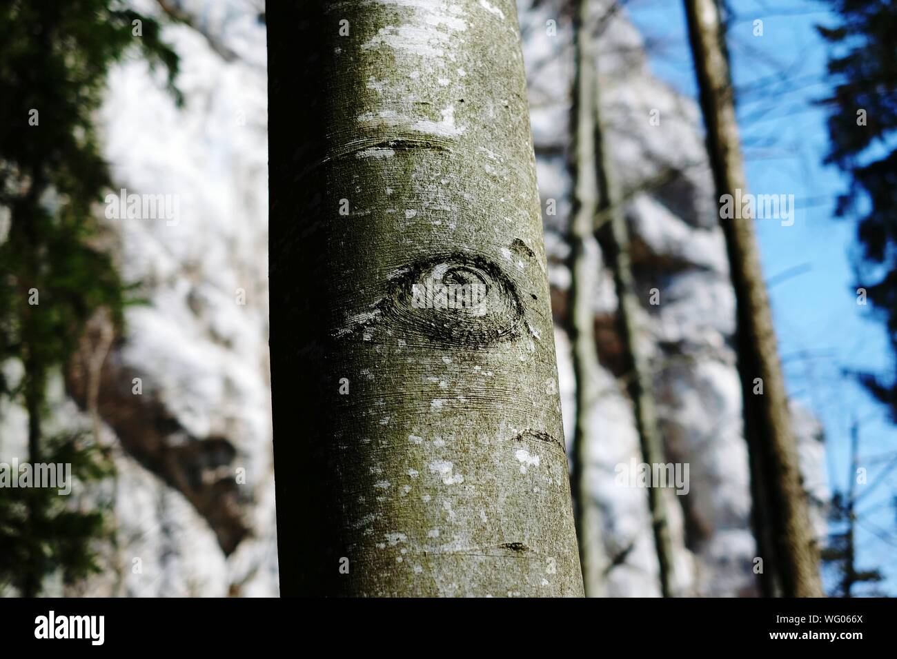 Eye in the tree hi-res stock photography and images - Alamy
