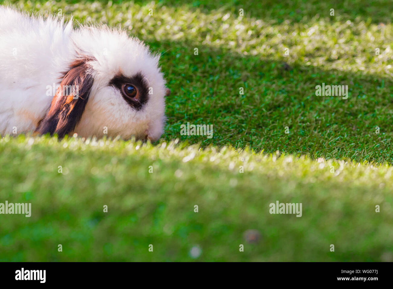 White bunny hi-res stock photography and images - Alamy