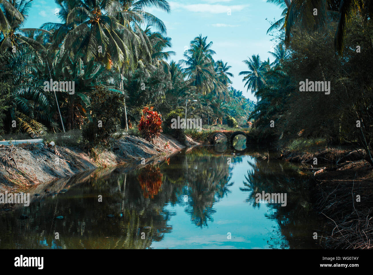 Water reflection of palm trees hi-res stock photography and images - Alamy