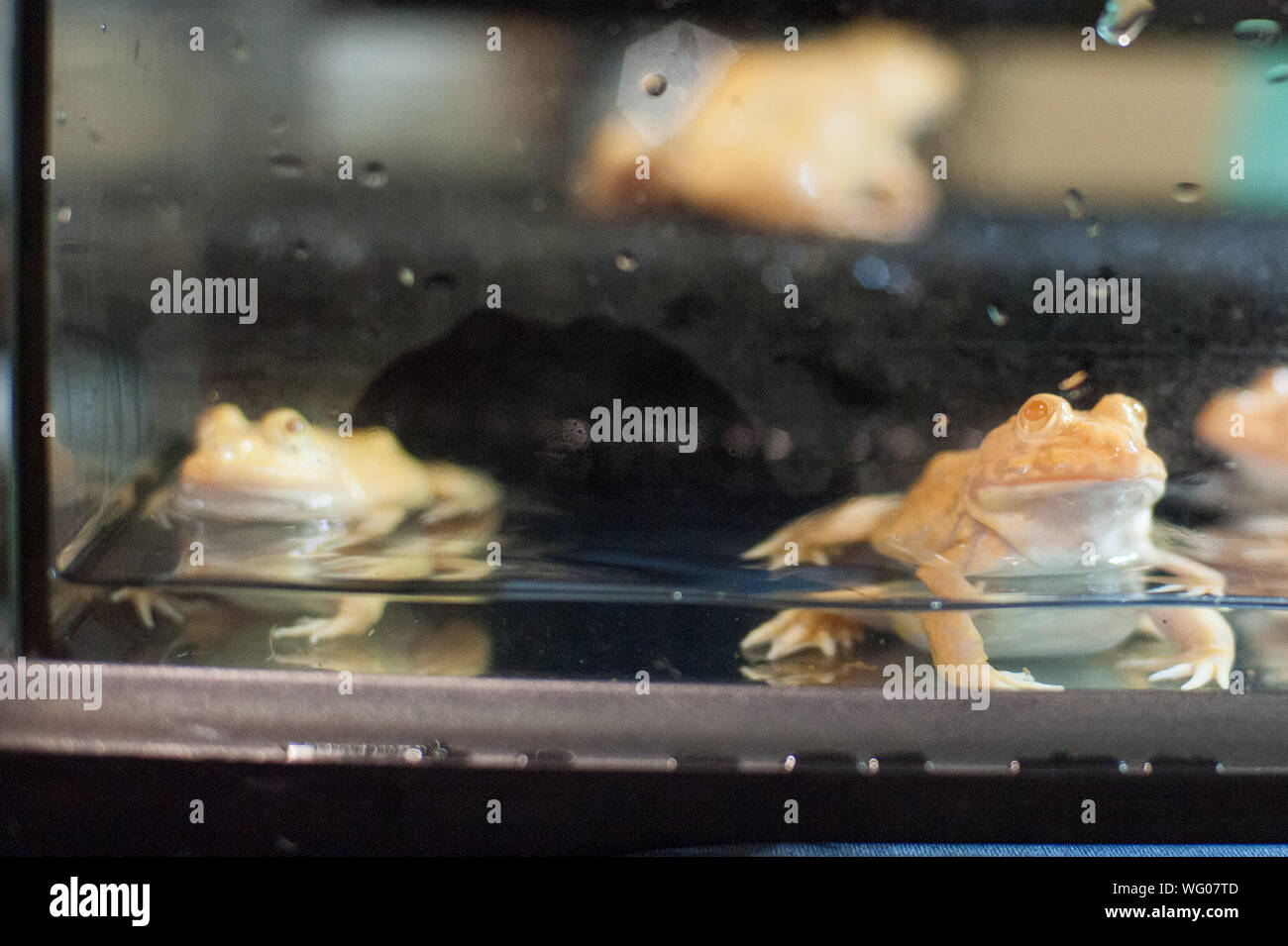Glass frogs hi-res stock photography and images - Alamy