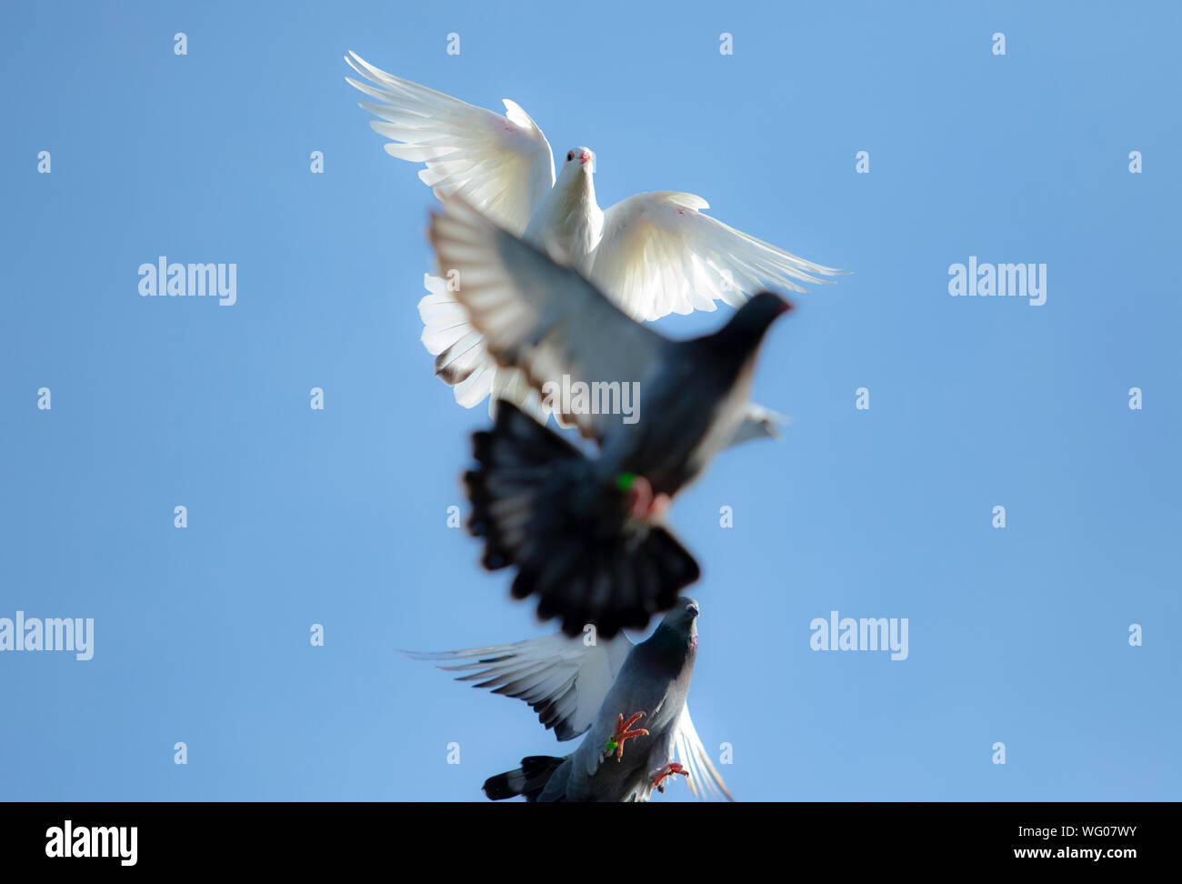 flock of speed racing pigeon brid flying Stock Photo - Alamy