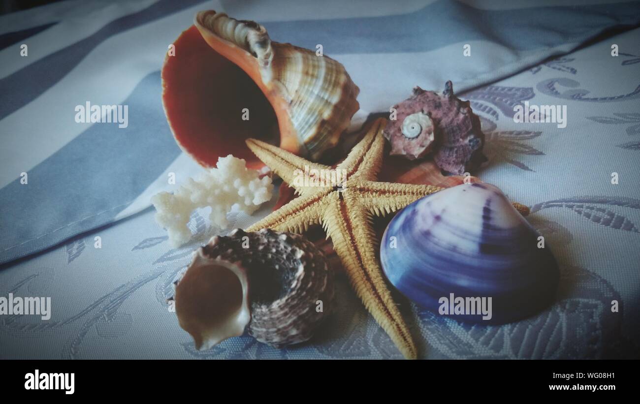 Dead seashell hi-res stock photography and images - Alamy