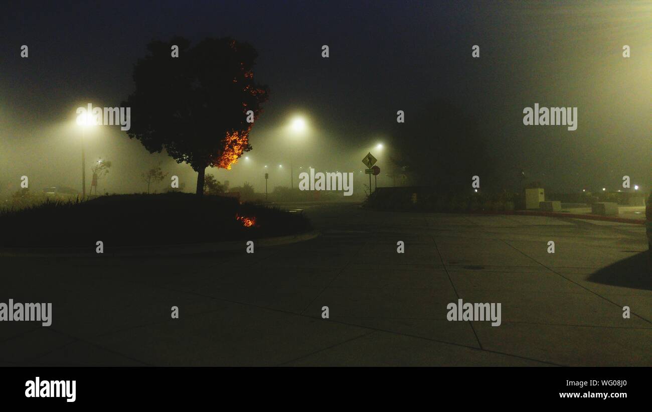 Tree By Empty Street At Night During Foggy Weather Stock Photo - Alamy