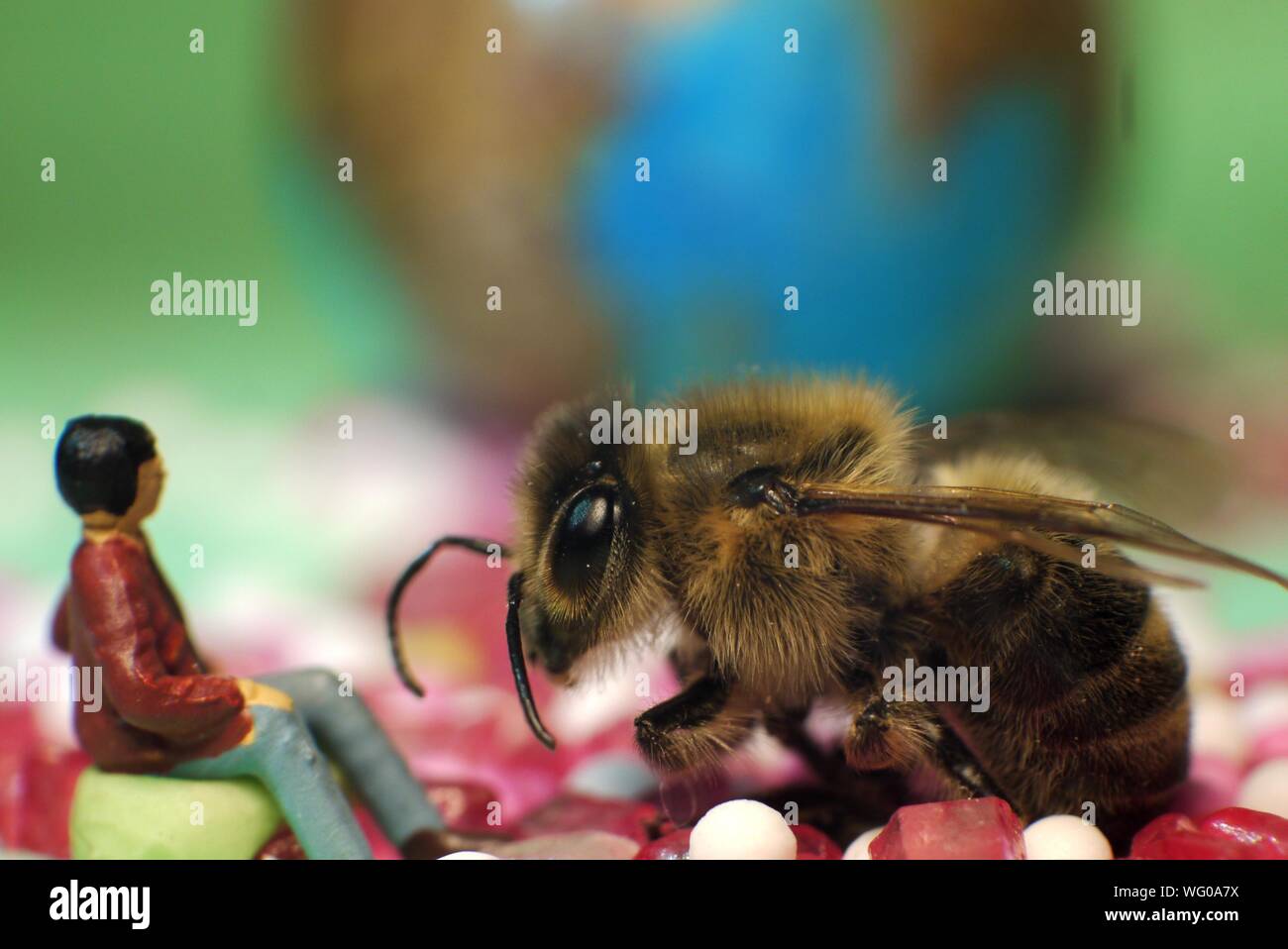 Male honey bee hi-res stock photography and images - Alamy