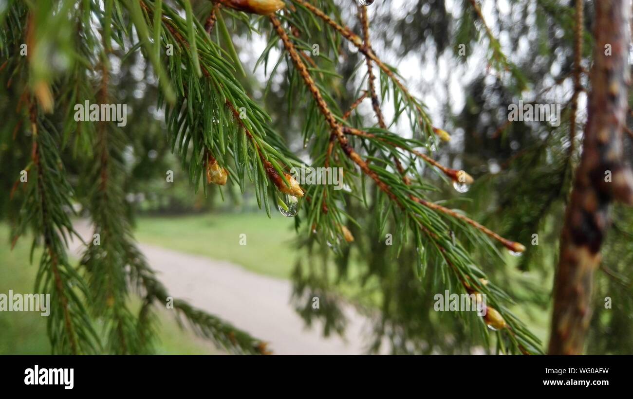 Tree in monsoon hi-res stock photography and images - Alamy