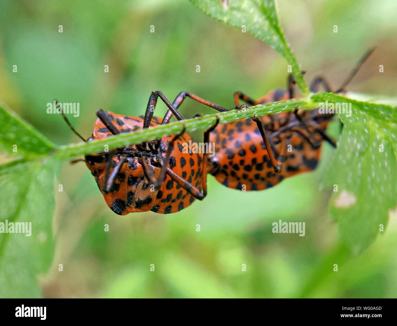 Two shield bugs hi-res stock photography and images - Alamy