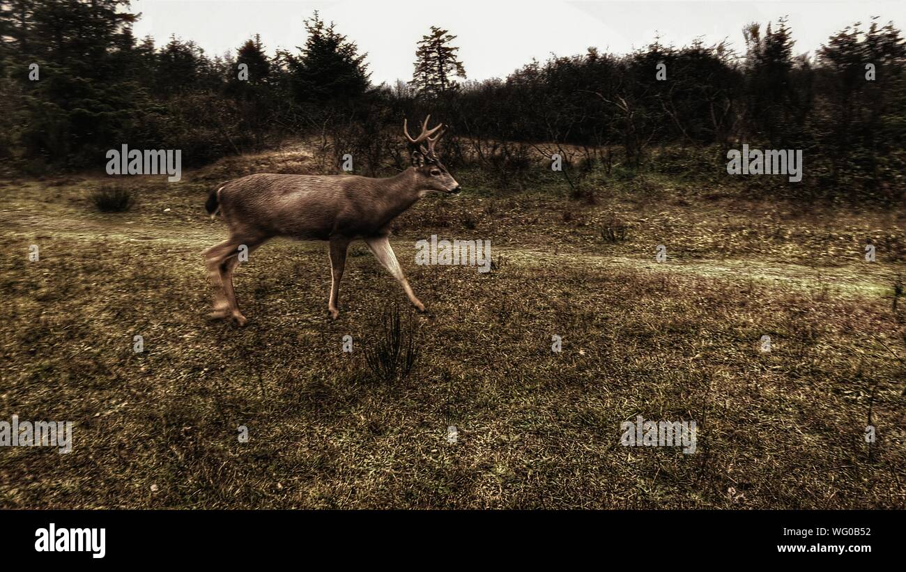 Deer landscape hi-res stock photography and images - Alamy