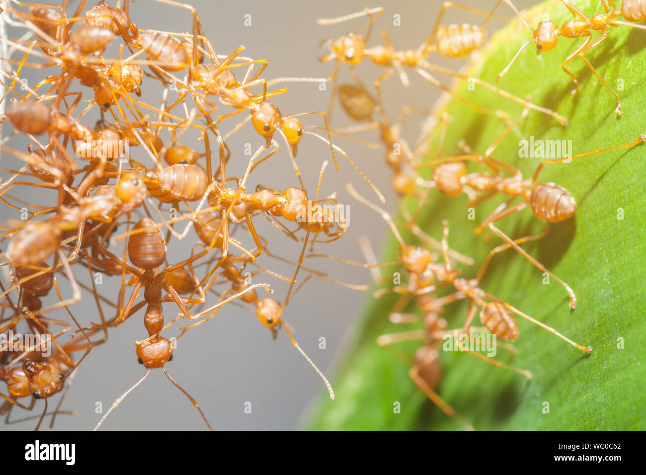 Red ants of thailand hi-res stock photography and images - Alamy