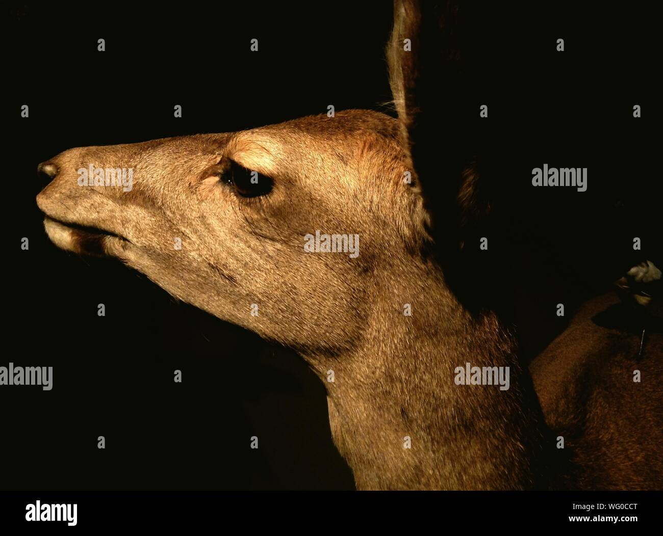 Deer night camera hi-res stock photography and images - Alamy