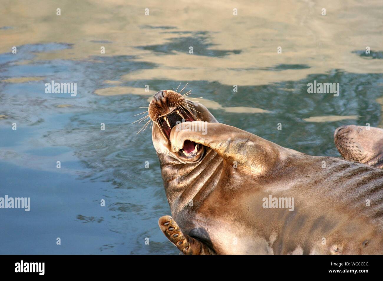 Seal open mouth hi-res stock photography and images - Alamy